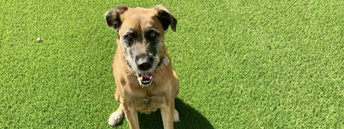 Dog Boarding & Horse Boarding Near El Paso and Las Cruces